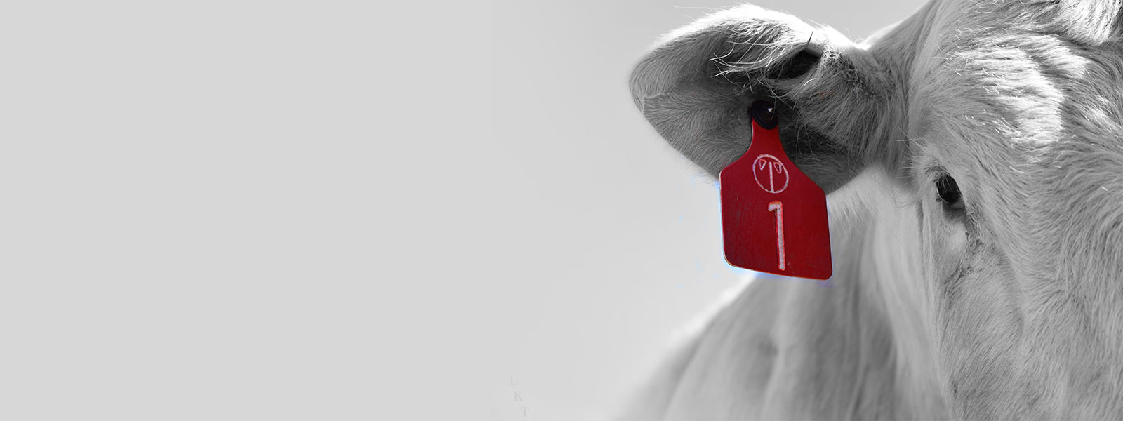 Home - Thomas Ranch - Angus, Simmental, Red Angus & Charolais in SD