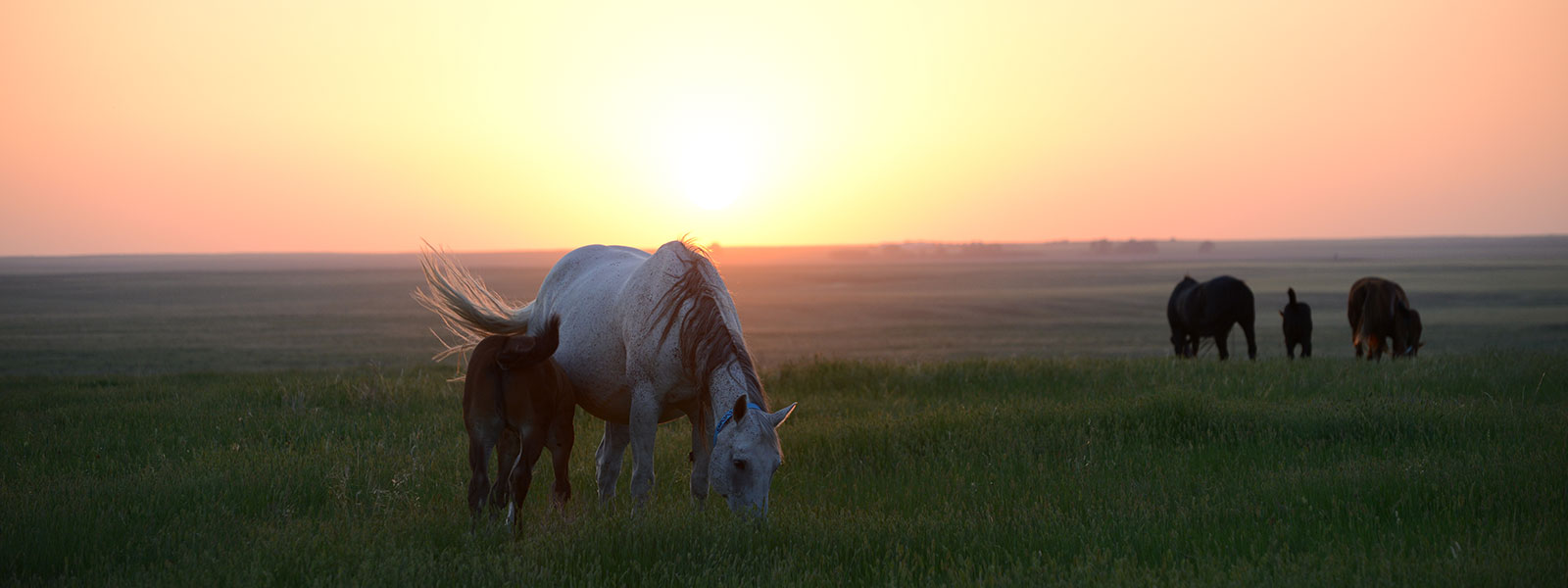 Home - Thomas Ranch - Angus, Simmental, Red Angus & Charolais in SD